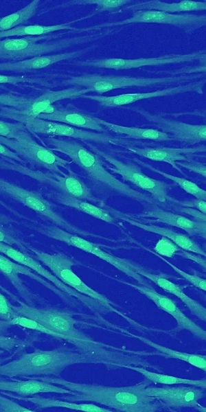 IPS Cells - Decode Science